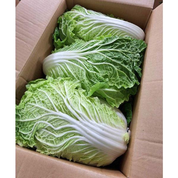 生産者：北軽井沢有機ファミリィ（群馬県長野原町）防除：農薬7割減（虫3菌2）（許2)・化肥5割減　