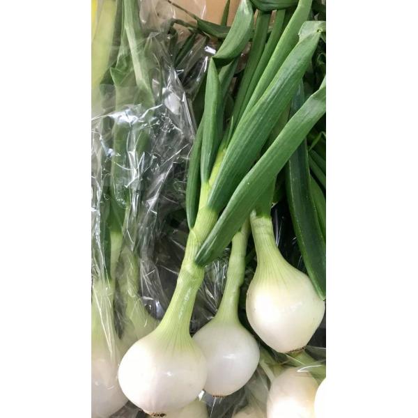 生産者：淡路エコファーム（兵庫県南あわじ市）防除：農薬0回・化肥0回◆根も葉もある野菜。通常の玉ねぎは、収穫時にはもう葉や茎は固くなり食べられませんが、まだ玉が肥大したばかりの時期は葉も茎も柔らかく丸ごと使えます。葉や茎の部分は長ネギのよう...