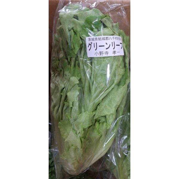 生産者：小野寺孝一（茨城県八千代町）防除：虫2（許2）・化肥0回若緑色が鮮やかな便利リーフレタスです。くせのない味や歯触りで、どんな料理にも良く合います。玉レタスよりも歯ごたえがあります。　