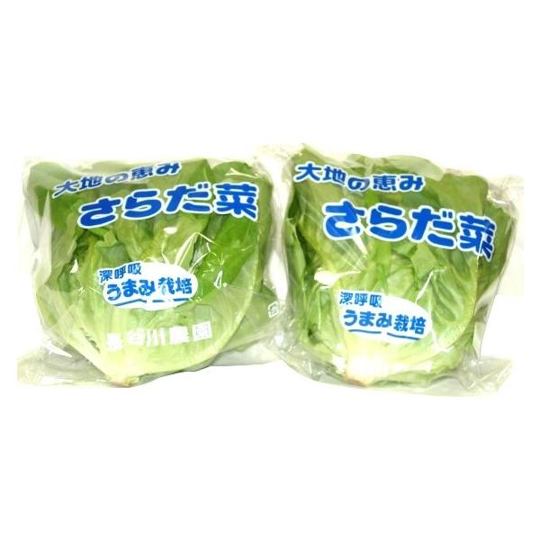 生産者：長谷川正義（新潟県新潟市）防除：農薬0回（有機許容農薬1回）・化肥5割減　　爆買