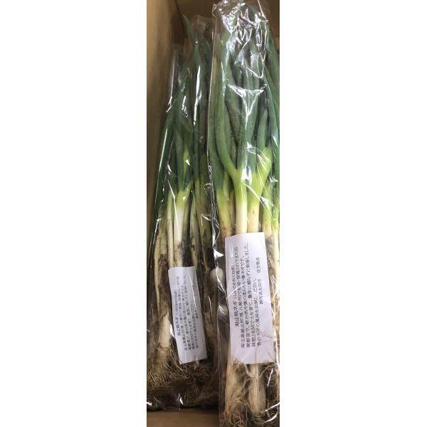 生産者：利根川みどりの会　定方農園（群馬県太田市）防除：農薬0回・化肥0回◆ 八潮市の地方野菜。埼玉県の八潮市はかつて潮止村と呼ばれており、そこで江戸時代末期から作られてきたねぎです。ねぎは春になり花（ねぎ坊主）を付けると固く不味くなるため...