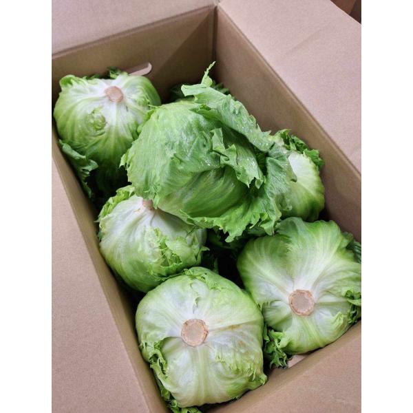生産者：北軽有機ファミリィ（群馬県長野原町）防除：農薬5割減（虫2菌4）・化肥5割減