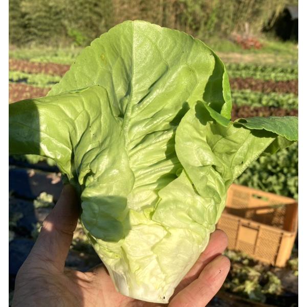 生産者：くらぶち草の会（群馬県高崎市）防除：農薬0回・化肥0回リトルジェムレタス（Little Gem）は、手のひらサイズのミニロメインレタスの一種です。肉厚でシャキシャキとした食感と、自然な甘み・高い風味が特徴で、ヨーロッパでは日常的に親...