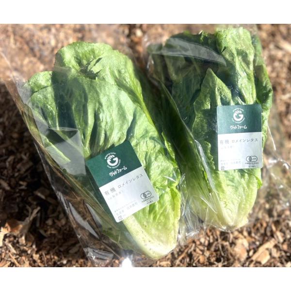 生産者：グットファーム（山梨県北杜市）有機JAS認証（有機許容農薬不使用）爆買