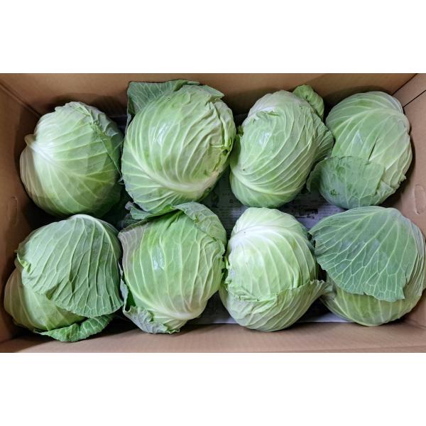 生産者：野口オーガニックファーム（宮崎県えびの市）有機JAS認証出荷期間によって、結球がふんわりとして柔らかい春キャベツ、寒玉と呼ばれる巻きがしっかりとした冬キャベツなどに分類されます。みずみずしい春キャベツはサラダや漬け物などの生食で、水...