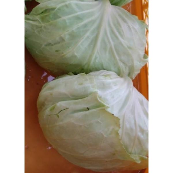 生産者：山崎農場（新潟県上越市）防除：農薬0回・化肥0回北海道や新潟、東北地方などの豪雪地帯では、作物を雪の下に貯蔵、あるいは、雪の降るままにして、春に掘り出して収穫するなどで、雪下を天然の冷蔵庫として活用してきました。雪の下は凍ることが無...