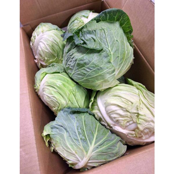 生産者：北軽井沢有機ファミリィ（群馬県長野原町）防除：農薬５割減（虫4菌2）（許3)・化肥5割減慣行栽培農薬使用回数　26回　　