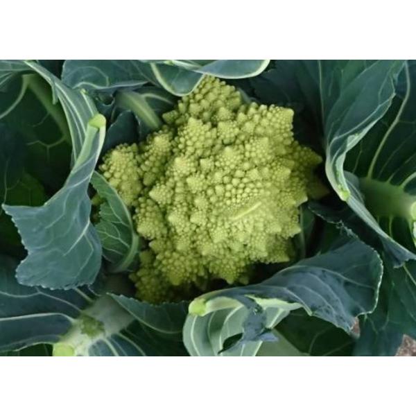 生産者：うんぜん農園（長崎県雲仙市）防除：農薬0回化肥0回（栽培は有機JASですが、箱から出してお届けするため有機JASではなくなります。）一風変わった形の野菜。三角の小さな突起がいくつも集まって出来たような奇妙な形をしたカリフラワーです。...