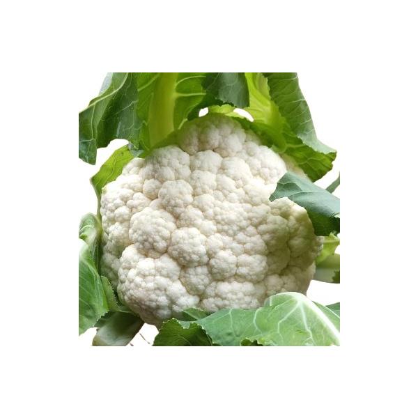 生産者：タテノファーム（山梨県北杜市）防除：農薬0回・化肥0回（栽培は有機JAS認証を受けていますが、バラで販売しJASマーク添付できないため、０・０での販売となります）　　　爆買