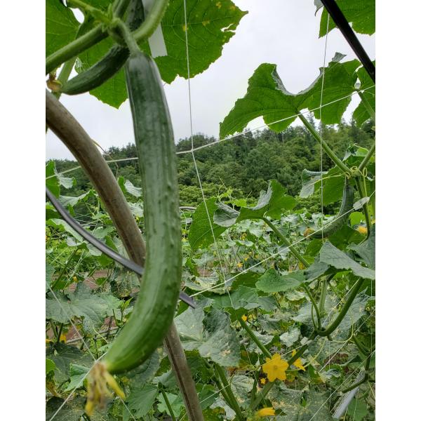 生産者：清水浩二（山梨県北杜市）防除：農薬0回・化肥0回　