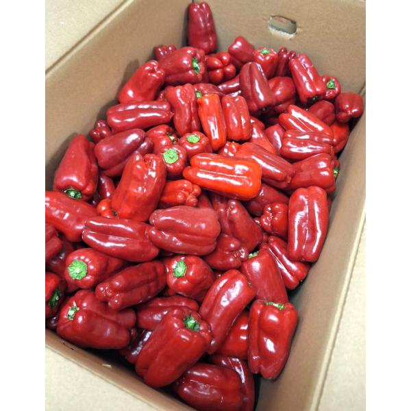 生産者：宮崎日向ファーム（宮崎県川南町）防除：農薬7割減（虫5菌4)(許6 ）・化肥0回土壌分析に基づいて、化学肥料は使わずに、BIO質を多く含む肥料と微量要素（ミネラル分）のバランスを重視して栽培をしています。その結果として、ピーマンの樹...