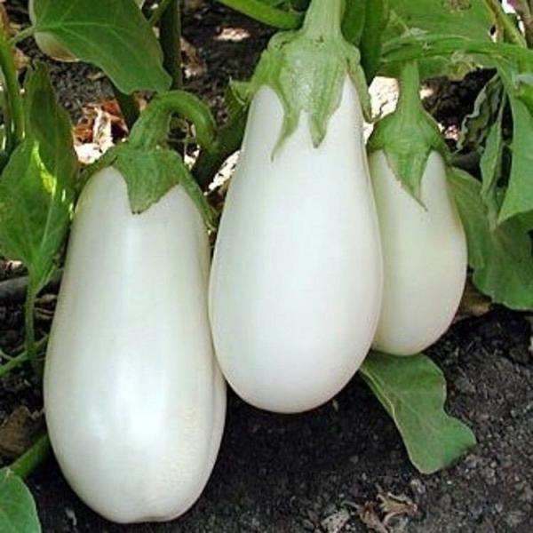 生産者：農栄社（山梨県北杜市）有機JAS認証 許容農薬不使用日本で昔から「白なす」と呼ばれるなすは、果皮が緑色の品種でしたが、こちらはヨーロッパ系の、ちょっとびっくりするくらい果皮が本当に白い「白なす」です。　