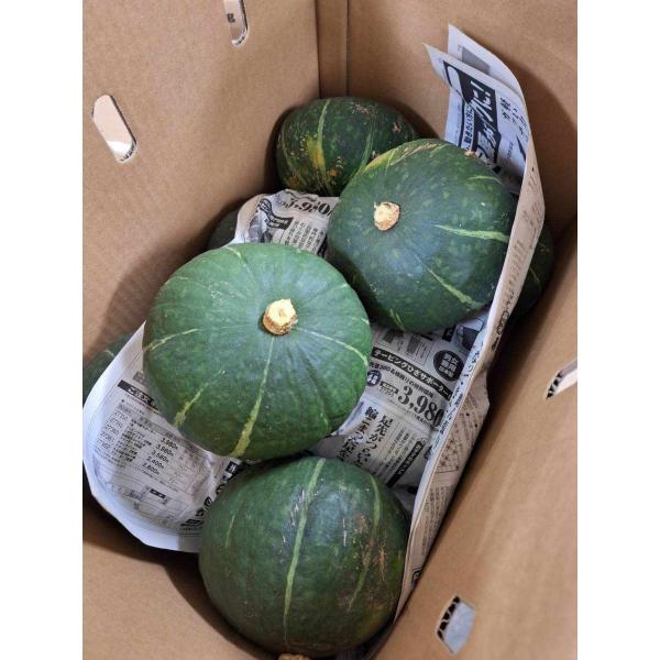 生産者：さんぶ野菜ネットワーク（千葉県山武市）有機JAS認証・許容農薬7回品種：特濃こふき5-6　 ハニーブラウン　　
