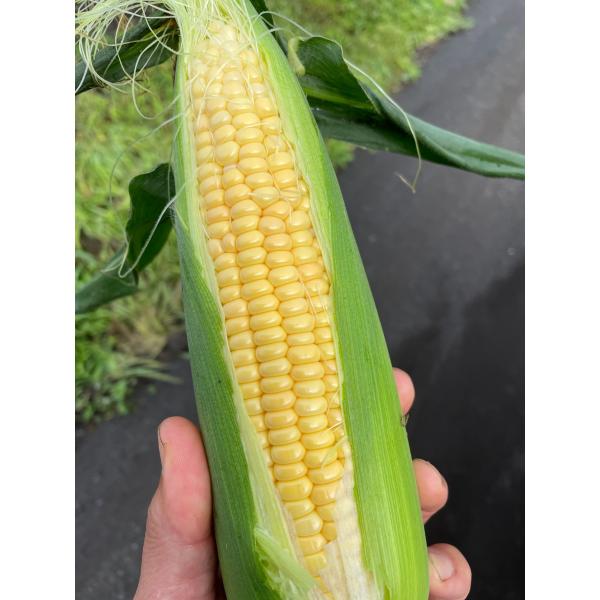生産者：平形清人（群馬県高山村）防除：農薬0回・化肥0回（箱は有機JAS認証格付あり）品種：おおもの