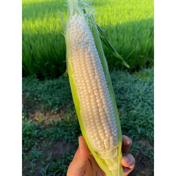 生産者：平形清人（群馬県高山町）防除：農薬0回・化肥0回品種：サニーショコラホワイト