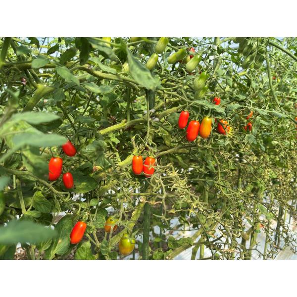 生産者：津軽農園（青森県青森市）有機JAS認証（許9）品種：サマー千果果色は鮮赤色で美しい光沢がある。果形はきれいな球形で果ぞろいがよい。皮が薄めで酸味が少なく、とっても食べやすいミニトマトです。　