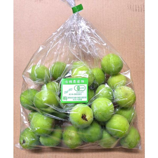 生産者：ゆあさ農園(群馬県高崎市）防除：有機JAS認証（許2)品種：白加賀関東の梅の名産地、榛名山の山麓で希少な梅の有機栽培を実践している生産者です。爆買