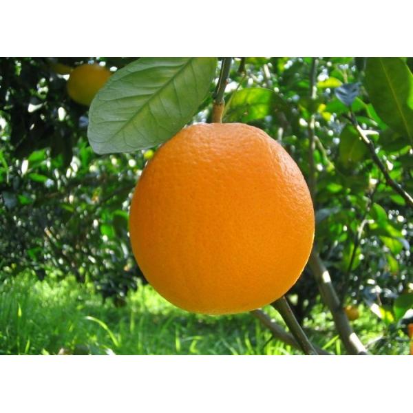 生産者：水の子（熊本県宇城市）防除：農薬8割減（虫3菌1）（許１）・化肥0回柑橘の中で、「オレンジ」と呼ばれる仲間の代表的品種。お尻の部分のへそ（Nable・ネーブル）が名の由来です。甘みと酸味のバランスが素晴らしく味も香りも濃厚、種も無く...