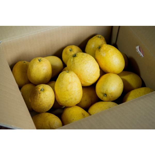 生産者：無茶々園（愛媛県西予市）防除：農薬8割減(虫3）（許9)・化肥0回サイズ：170〜300g/個（直径約6.7〜8.8cm）文旦系の一種で、愛媛の島、弓削島にかなり昔から存在していた品種です。見た目が特徴的でたてに長い卵型をしています...