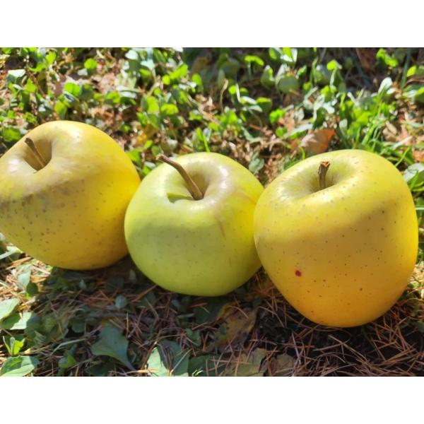 生産者：津軽産直組合（青森県青森市）防除：農薬5割減（虫6菌10）（許1）・化肥0回品種：シナノゴールドCA貯蔵（Controlled Atmosphere：空気調整）は、酸素（空気の1/10）・二酸化炭素・窒素・温度・湿度を調整し、鮮度よ...