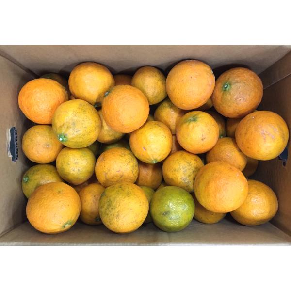 生産者：ガイアシステム　山本　剛（静岡県南伊豆町）防除：農薬0回・化肥0回6月にでる柑橘で、福原オレンジとニューサマーオレンジの交配種です。花を抱いたみかんの姿から花嫁の姿をイメージして、生産者の山本さんがネーミングしたとのことです。23年...