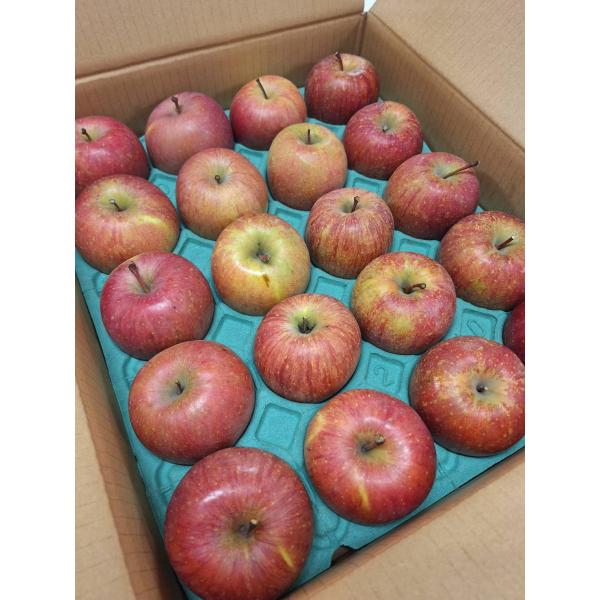 生産者：津軽産直組合（青森県青森市）防除：農薬5割減（虫9菌9）（許2）・化肥0回品種：サンふじCA貯蔵（Controlled Atmosphere：空気調整）は、酸素（空気の1/10）・二酸化炭素・窒素・温度・湿度を調整し、鮮度よく長期の...