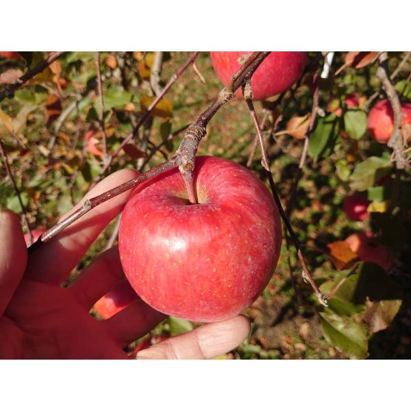 生産者：熊ちゃん農園（長野県松川町）　防除：農薬5割減（虫8菌8）（許6）・化学肥料0回品種：サンふじ　　爆買