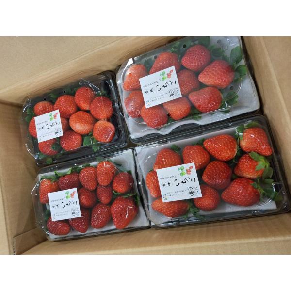 生産者：オーガニックnico（京都市西京区）有機JAS認証 　（許20）品種：かおり野、恋みのり、おいCベリー、よつぼしなど＊不揃い、多少の変形、大き目等の粒となります。＊食べ応えも十分、加工用にも使えます。爆買