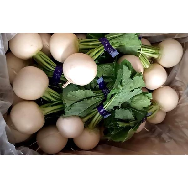 生産者：田中直輝（千葉県富里市）防除：農薬5割減（虫4）（許1）・化肥5割減品種名「はくれい」や「白馬」などのかぶは「サラダかぶ」と呼ばれ、特に春に収穫するものは甘く柔らかく、外の皮を剥けばサラダとして食べられます。サラダ以外でも、浅漬けも...