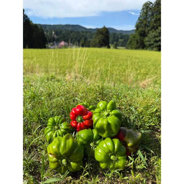 生産者：草間幸満（新潟県長岡市）防除：農薬0回・化肥7割減神楽なんばんは、新潟県の旧、山古志村（現在は長岡市）などで古くから栽培されている伝統的な唐辛子の仲間です。ピーマンに似たゴツゴツとした不規則な形で表面に深いシワがあり、神楽面（能面）...