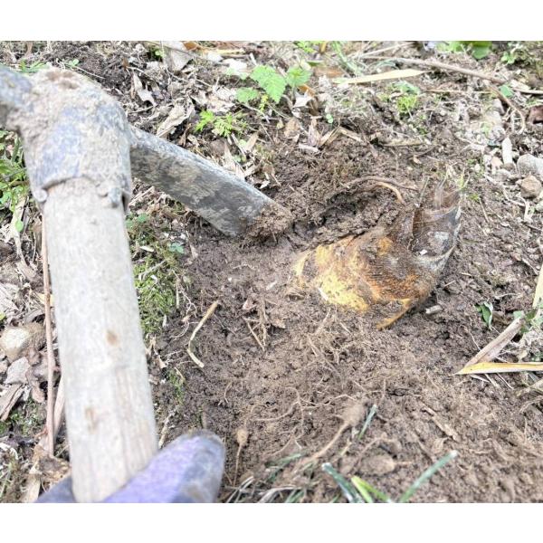 生産者：グリーンジャンクション（和歌山県紀の川市）天然物です。爆買