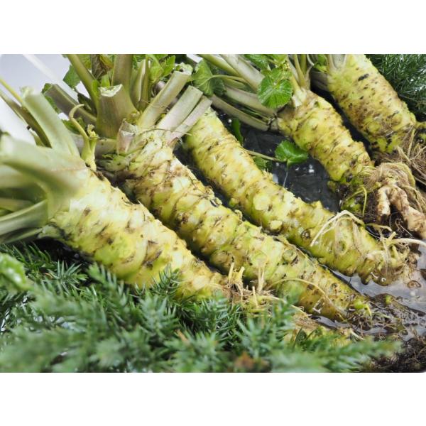 生産者：千島わさび園（東京都奥多摩町）防除：農薬0回・化肥0回容量：1箱（5〜15本 20〜100g/本入）　　爆買