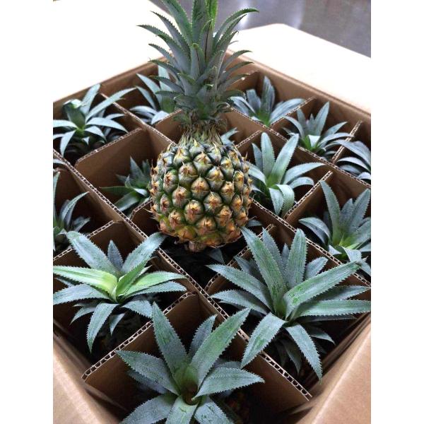 生産者：真南風（沖縄県石垣島・西表島）防除：農薬7割減（虫1除1（初期）植1）・化肥5割減品種：ボゴール種（スナックパインとも呼ばれ手で剥いて食べられます）石垣島と西表島でつくられるパイナップルは適度な甘味と酸味のバランスが良く、薫り高いジ...