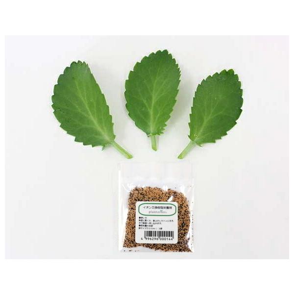 あら！不思議！ かわいい子どもの葉っぱの脇からたくさん出てきちゃう♪とってもおめでたい不思議な葉っぱ。セット内容：幸福の葉っぱ 3枚セット、イオン交換樹脂肥料 1袋。イオン交換樹脂肥料とは、物に必要な養分を溶出するとともに有害な植物の老廃物...
