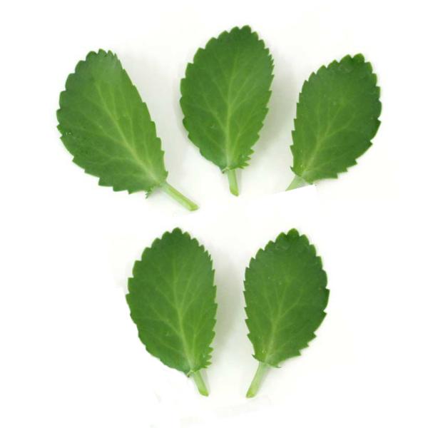 あら！不思議！ かわいい子どもの葉っぱの脇からたくさん出てきちゃう♪とってもおめでたい不思議な葉っぱ。★セット内容：マザーリーフ（幸福の葉っぱ） 5枚セット小さな葉っぱが出てきたときには、本当に嬉しい気持ちになって、何か気持ちも癒されそうで...