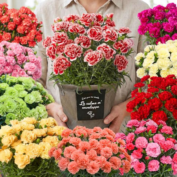 ＜内容＞・カーネーション5号鉢（直径約15cm×高さ約40cm）・母の日カード※お花のサイズは個体差があるため目安になります。※写真はイメージです。＜お届けについて＞・宅急便でのお届け・離島はお届け不可・お届け日のご指定・変更はできかねます...