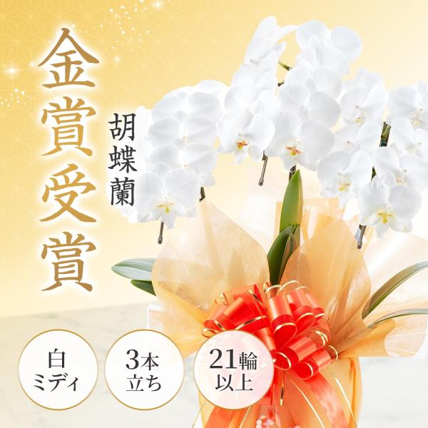 ＜内容量＞・胡蝶蘭(白) ミディ 3本立ち21輪以上＜サイズ＞・高さ：約45cm（鉢底から）・幅：約30cm・鉢サイズ：約18cm※満開がない場合は蕾付きでのご用意となります。（蕾の部分は咲くと白色のお花になります）※お花のサイズは個体差が...