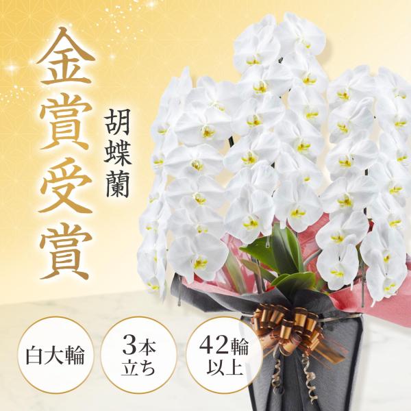 ＜内容量＞・胡蝶蘭(白) 3本立ち 42輪以上（縦×横×奥：90cm×45cm×22.5cm）※一本あたりの花数：14輪以上（つぼみ込み）※お花のサイズは個体差があるため目安になります。※写真はイメージです。※リボンは商品画像で使用されてい...