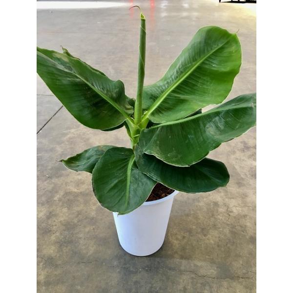 [商品説明][サイズ] 高さ:約40cm〜60cm[鉢] 6号　プラスチック製[生産国] 日本製※植物には若干の個体差がございます。ご了承下さい。※鉢カラーは変更する場合がございます。