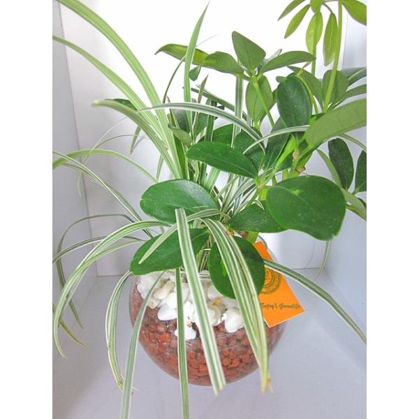 [商品説明][サイズ（鉢含む）] 高さ:約30cm〜40cm 幅:約15cm （鉢サイズ　高さ：12cm　幅12cm）[鉢素材] ガラス[生産国] 日本※２種の寄せ植えになります。※品種は当店おまかせになります。葉の育成状況で最適な品種をお...