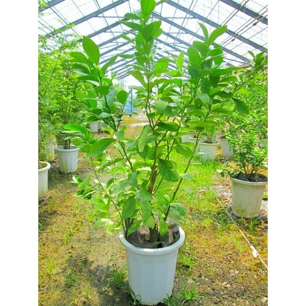 [商品説明][サイズ] 高さ:約120cm〜140cm(鉢含む)[鉢素材] プラスチック[生産国] 日本※植物には若干の個体差がございます。ご了承下さい。※鉢カラーは変更する場合がございます。※春に開花し秋頃に実を付けます。※商品画像の撮影...