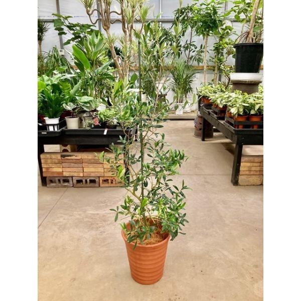 [商品説明][サイズ(鉢含む)] 高さ：80cm〜100cm[鉢素材] 陶器鉢[生産国] 日本※植物ですので、若干の個体差がございます。※鉢デザインは変更する場合がございます。