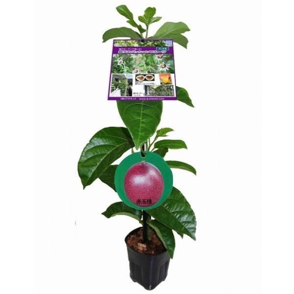 [商品説明][サイズ(鉢含む)] ポット幅:約9cm〜10cm　高さ:約25cm〜35cm[鉢素材] ポット[生産国] 日本※植物ですので若干の個体差がございます。ご了承下さい。※１つの苗で約１．５畳〜２畳分の大きさに成長します。※緑のカー...