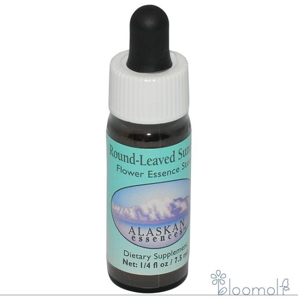 食虫植物です。ねばねばした部分を持つ植物です。虫はつかまったときに自分で動こうとしてもどうしようもありません。「エゴ」を手放しながら「流れに従う」ということを助けます。状況に従う、神聖な意思に従う、ハイヤーセルフに従うということを助けます。...