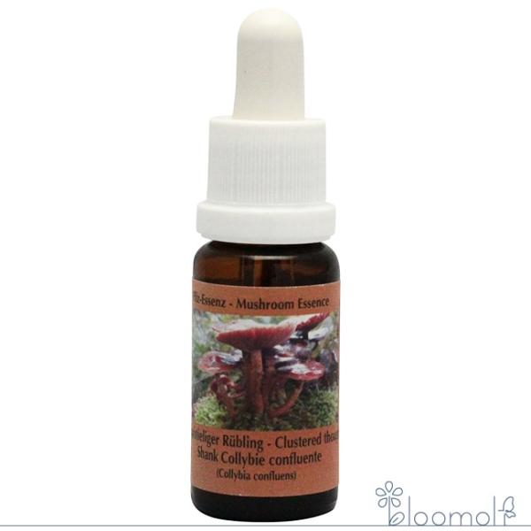 私達の精神的なアンテナに働きかけ、知覚半径を大きくしてくれる助けに。エネルギー的次元に関して敏感になれるようサポートしてくれる。■チャクラクラウン（第7）■商品名：クラスタードゾウシャンク コルテPHIエッセンス マッシュルーム きのこ エ...