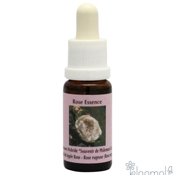 真実の愛は、体と心と魂が一体となって初めてあり得る。このエッセンスは、これらの一体化を助け、すべてを包み込む精神的な愛を可能にしてくれる。■チャクラ第三の目（第6）・クラウン（第7）■商品名：スヴニールドフィレモンコシェ コルテPHIエッセ...