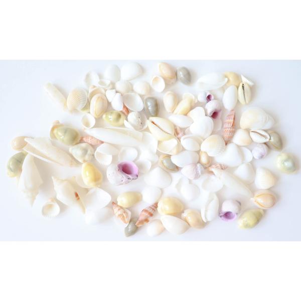 【商品概要】様々な種類の貝殻 120g セットです。購入の際には「blue bayou」からよろしくお願いします。こちらは「blue bayou」の商品ですので、それ以外のショップ販売のものは当ショップの商品ではございませんのでご注意くださ...