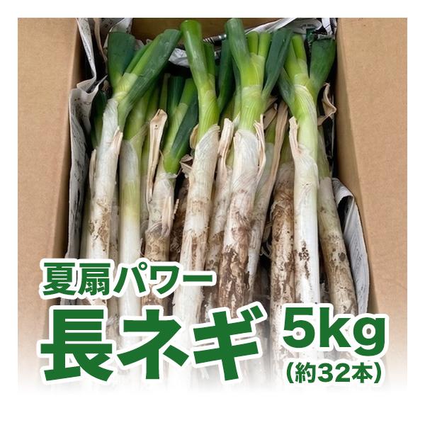 ■商品説明茨城県阿見の農家さんが一本一本丁寧に抜き上げたネギを、土が付いたままの状態で箱詰めしました。皮を剥けば、中から現れるのは驚くほど真っ白で輝く肌。包丁を入れた瞬間のシャキッとした音と、鼻をくすぐる爽やかな香りは、泥付きならではの特権...