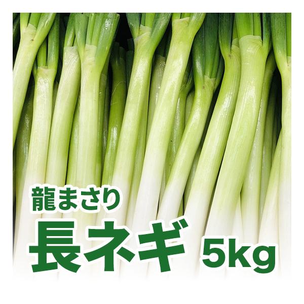 ■商品説明茨城の土が育てた、透き通るような白さ。剥きたての香りをそのまま箱詰めしました。包丁を入れた瞬間のシャキッとした音と、鼻をくすぐる爽やかな香り。加熱することで、中の芯がトロトロに溶け出し、甘みが広がります。【内容量】5kg【商品状態...