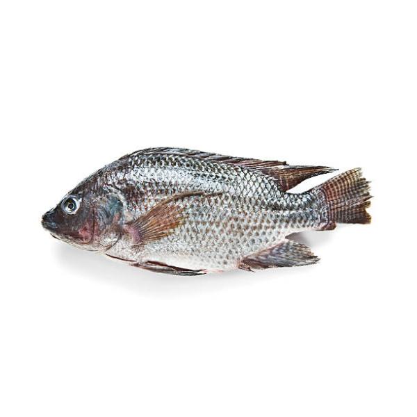 Cleaned Tilapia  (M) 450-550g 1pc - ティラピア（クリーン）